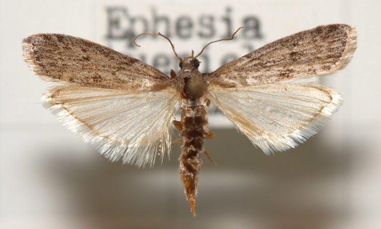 Mehlmotten (ephestia kuehniella)